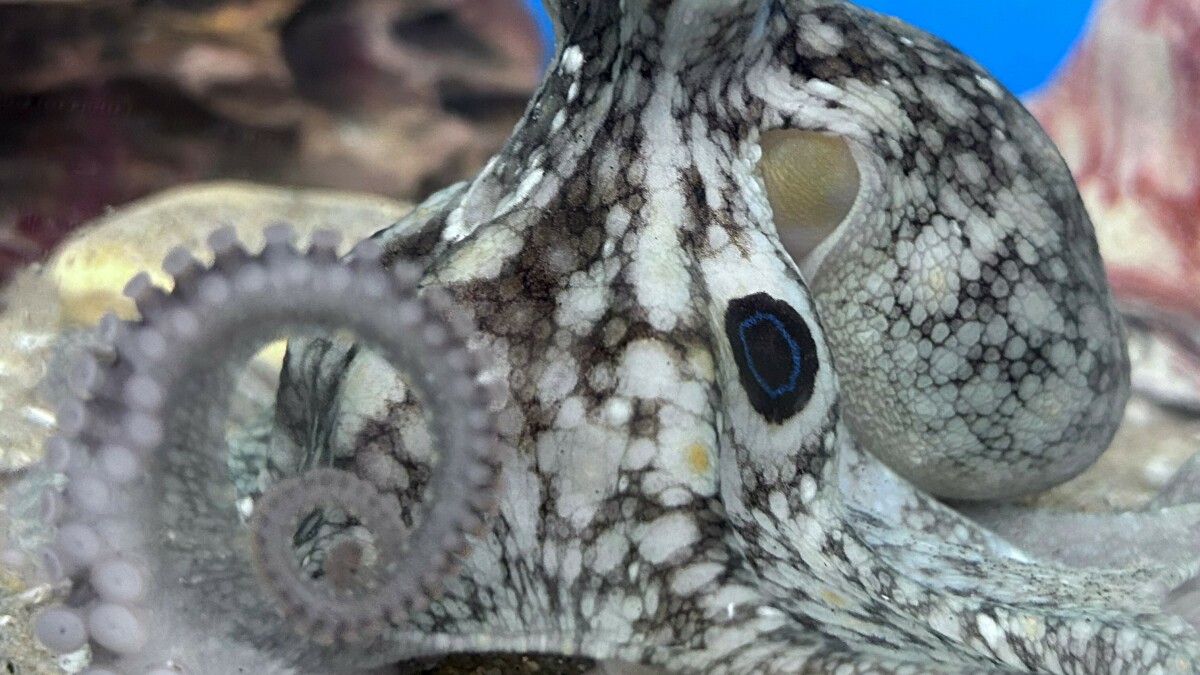 pet octopus canada