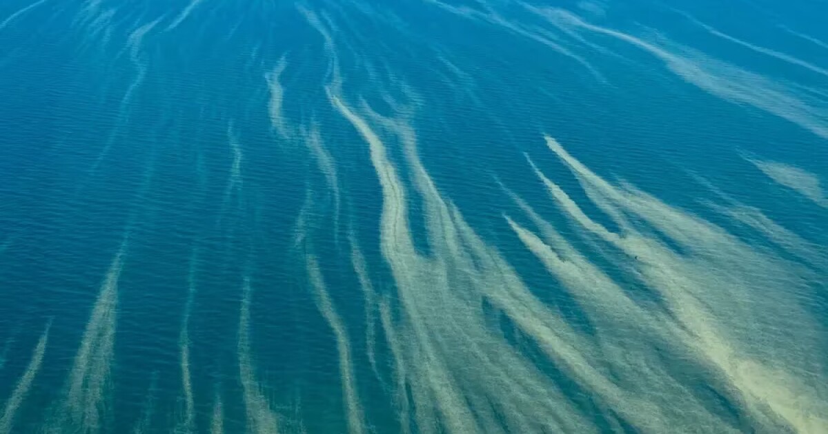 Red tide? Seaweed blob? Nope, scientists are watching a different algae ...