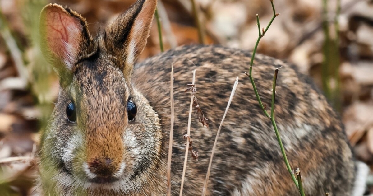 Maine wildlife officials are seeking reports of endangered New England ...