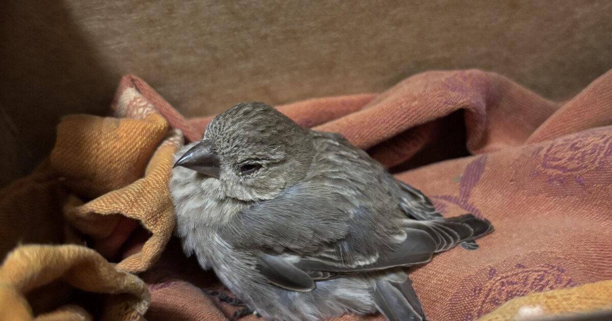 Wildlife experts warn of danger to Virginia finches
