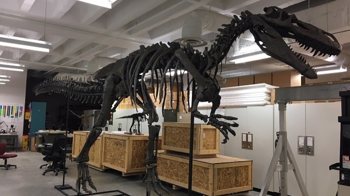 torvosaurus skeleton