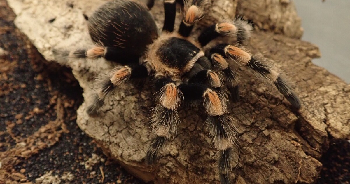 tarantula baby to old