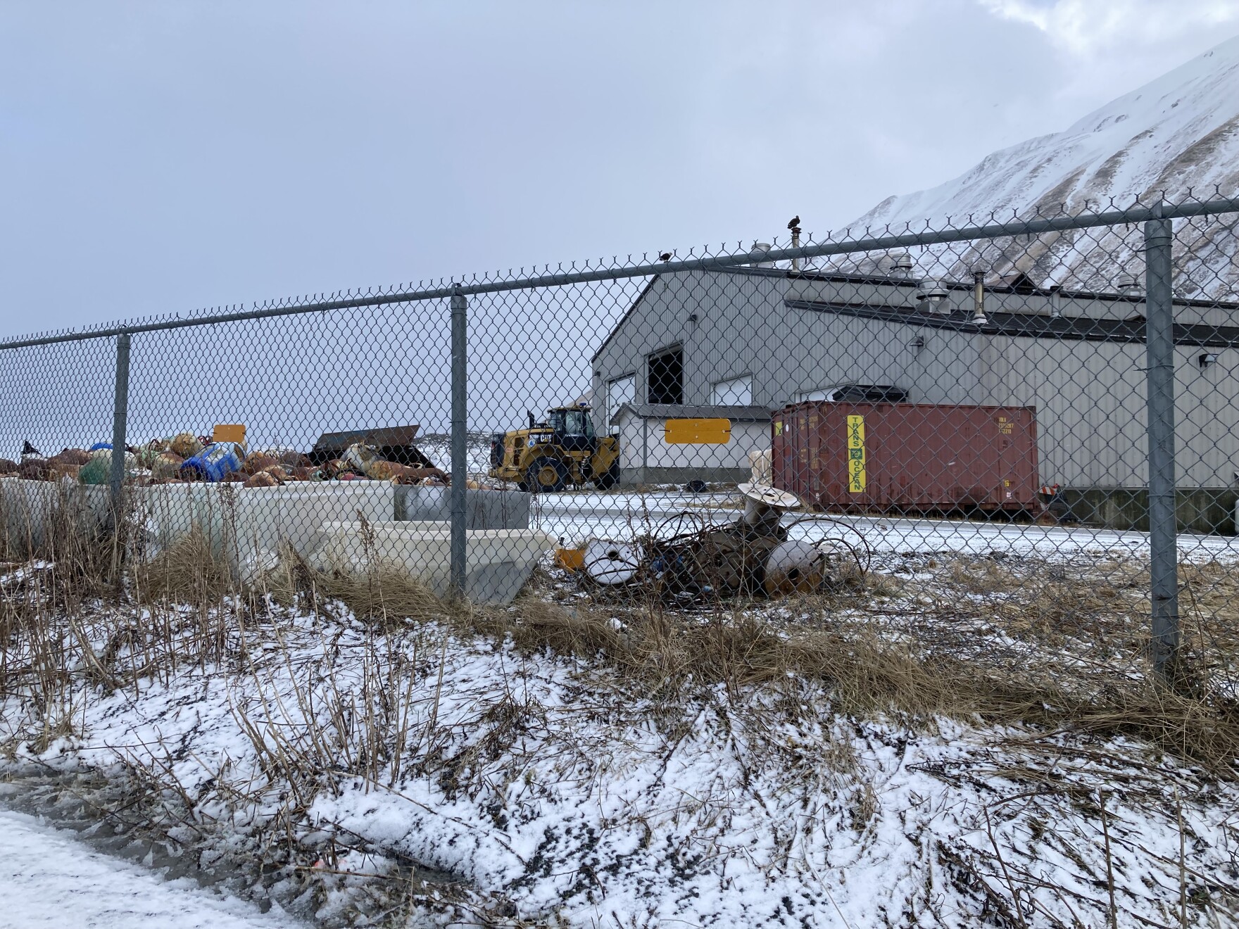 Unalaska woman 'breaks the internet' with eagles TikTok video | KUCB