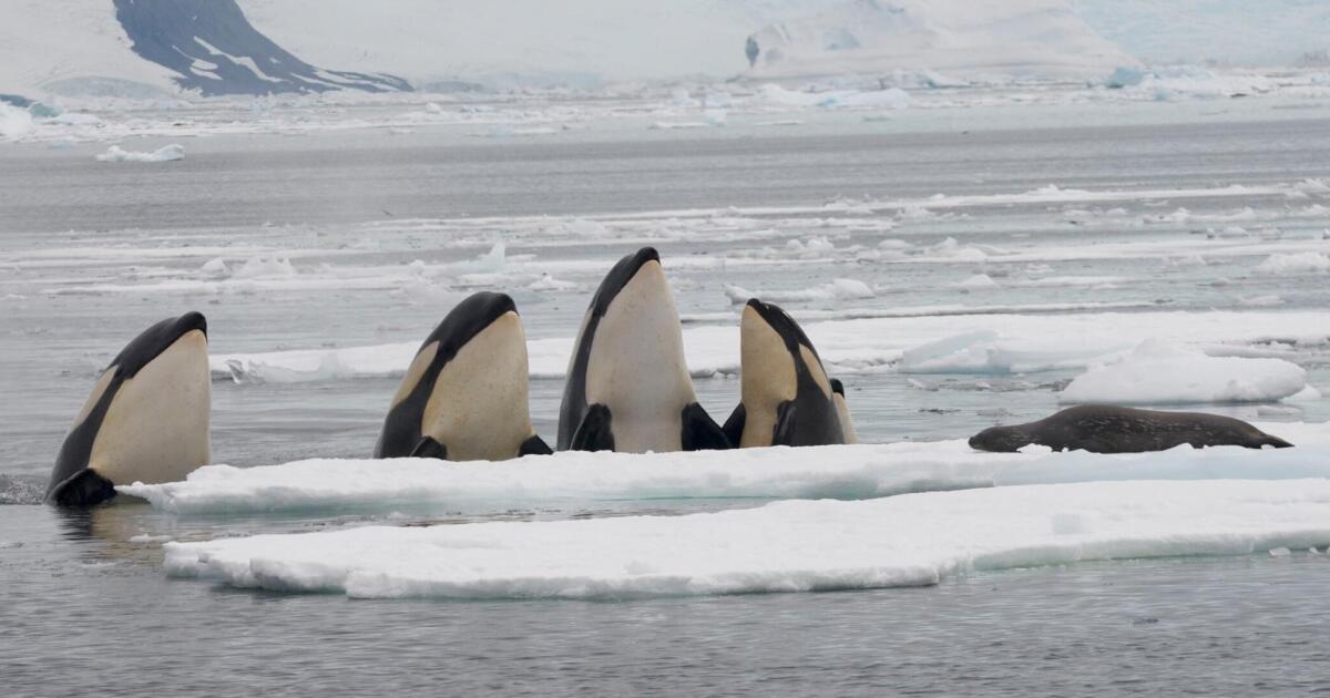 Pack-Ice Killer Whale Sounds -- on Film | New England Public Media