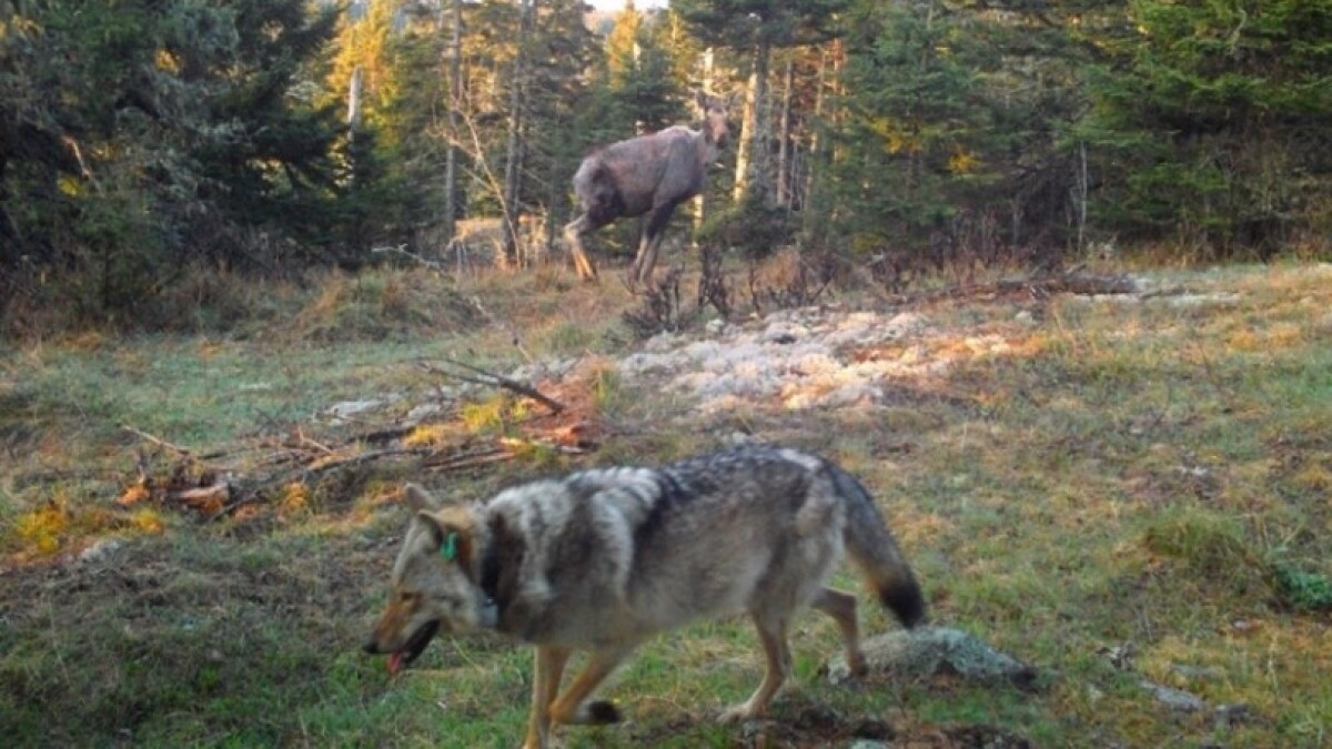 wolves killing moose