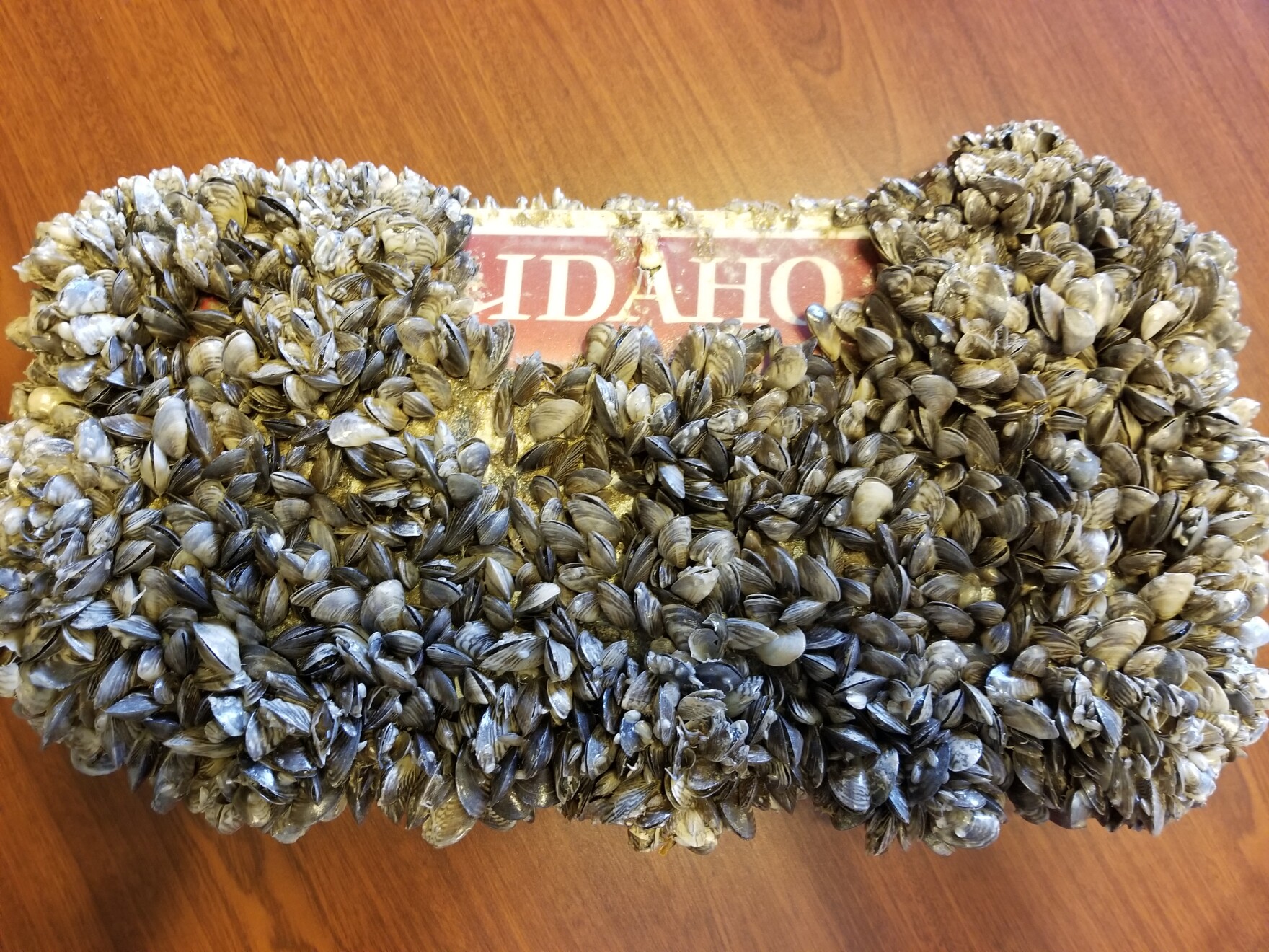Idaho detects more quagga mussels in Snake River | Boise State Public Radio