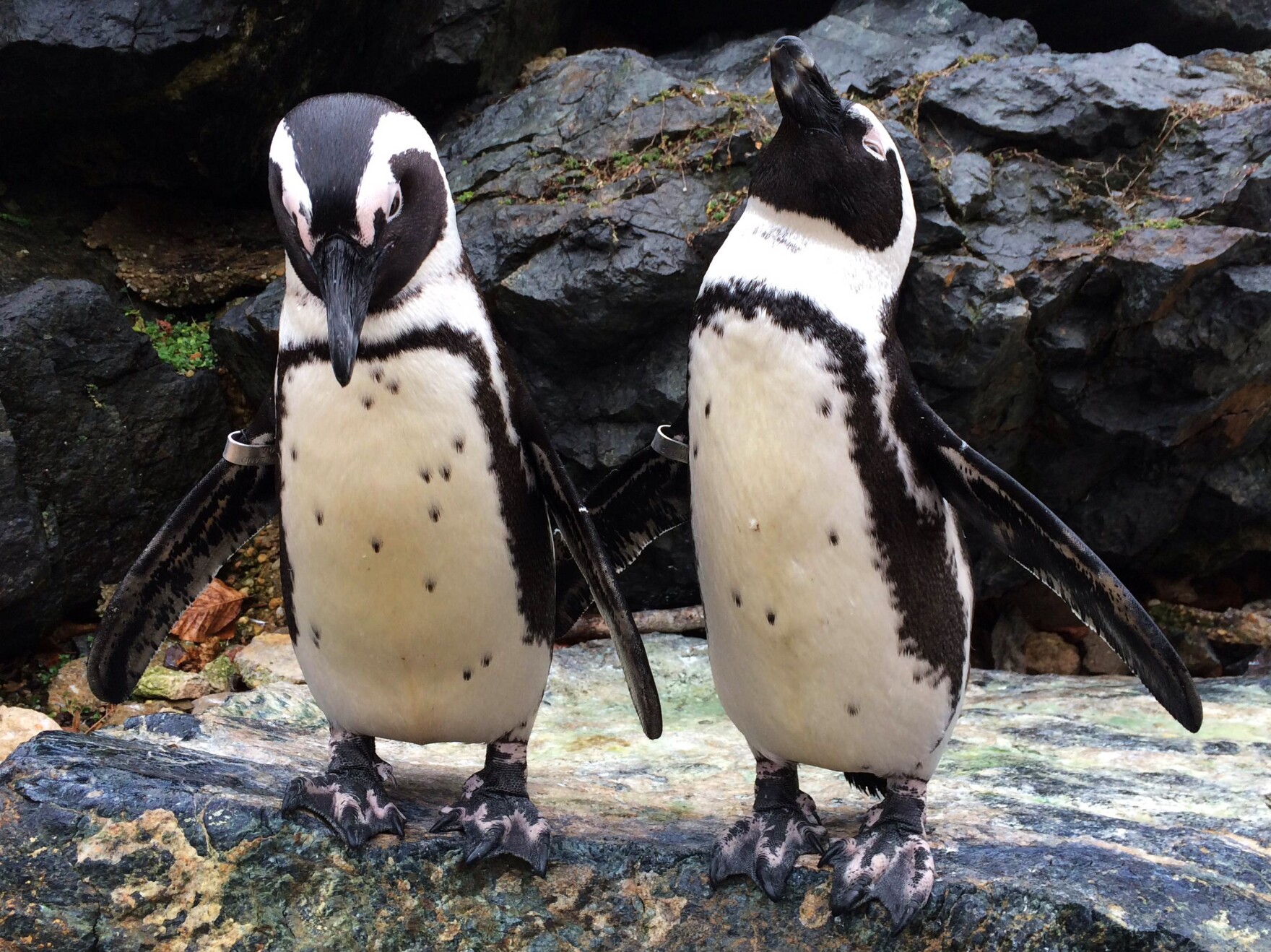 RoboCop? How About RoboPenguin!