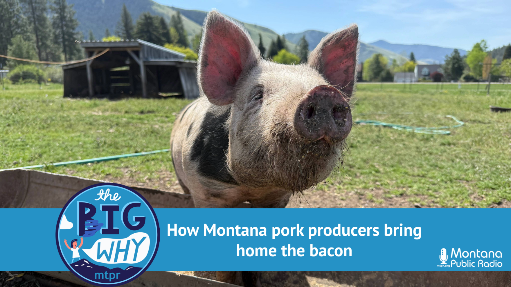 The Pig Why: How Montana pork producers bring home the bacon | Montana ...