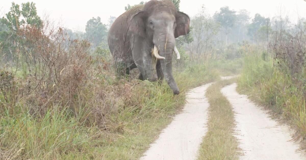 Human and Elephant Conflict in Sumatra