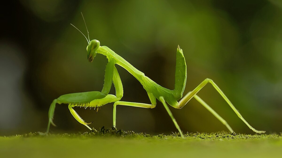 praying mantis colors