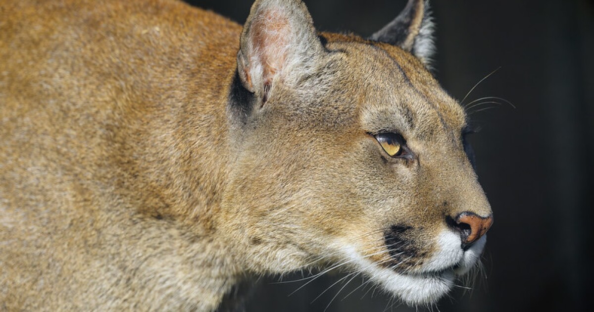 Mountain lion struck and killed by vehicle in northern Illinois ...