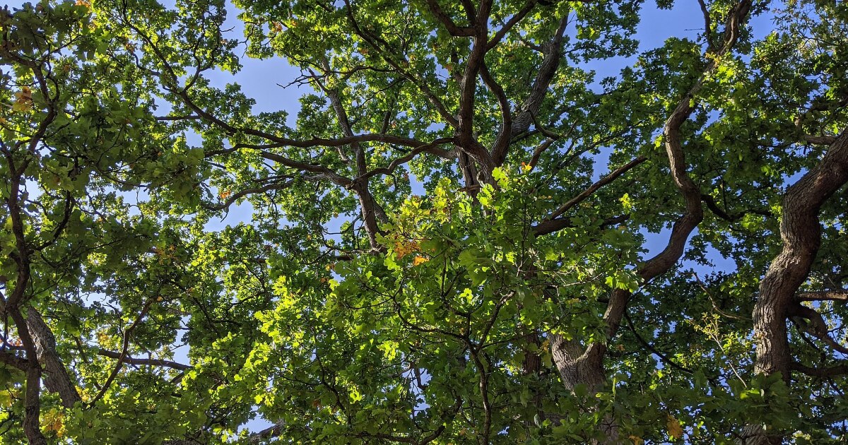 The Mighty Oak Tree | KUER