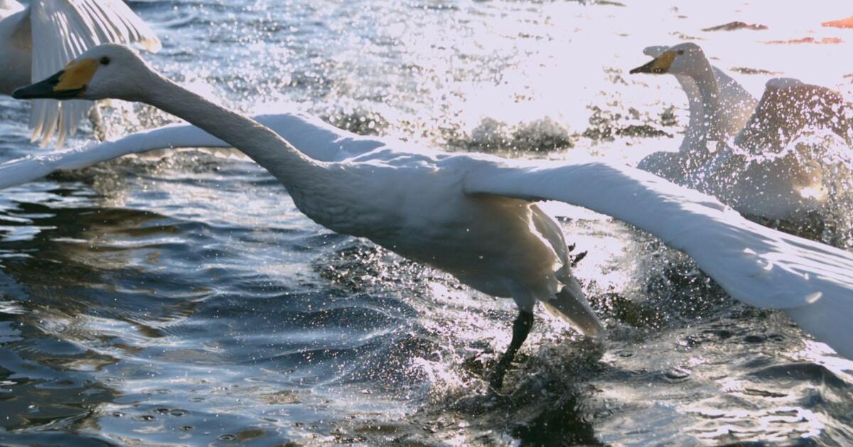 A Powerful Swan Take Off