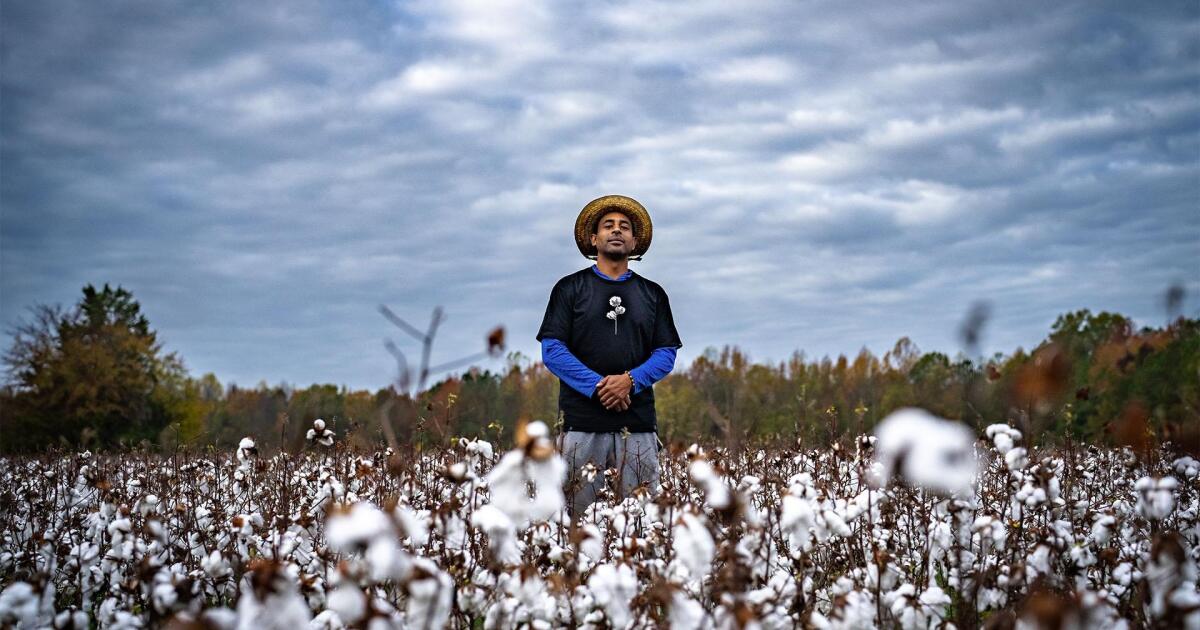 Meet the 'Puff Daddy' of Cotton | Connecticut Public