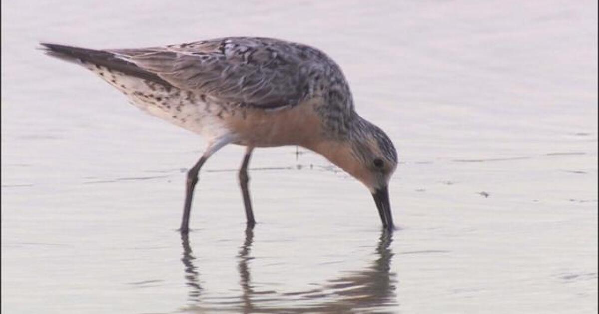 Crash: A Tale of Two Species