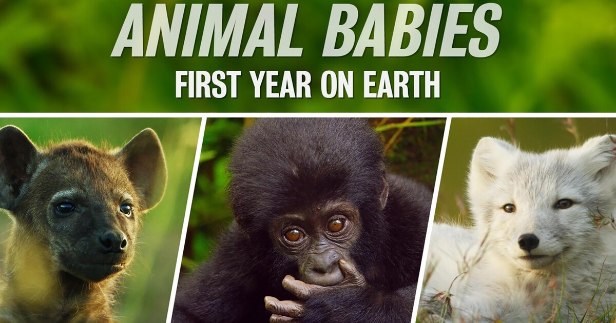 Meet Six Animal Babies and Follow Their Journey For Survival | WLRN