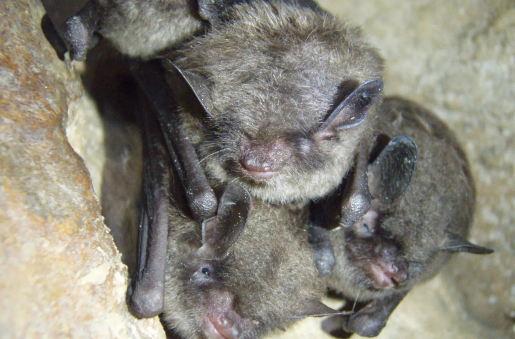 New conservation plan aims to protect endangered Pa. bats from habitat loss