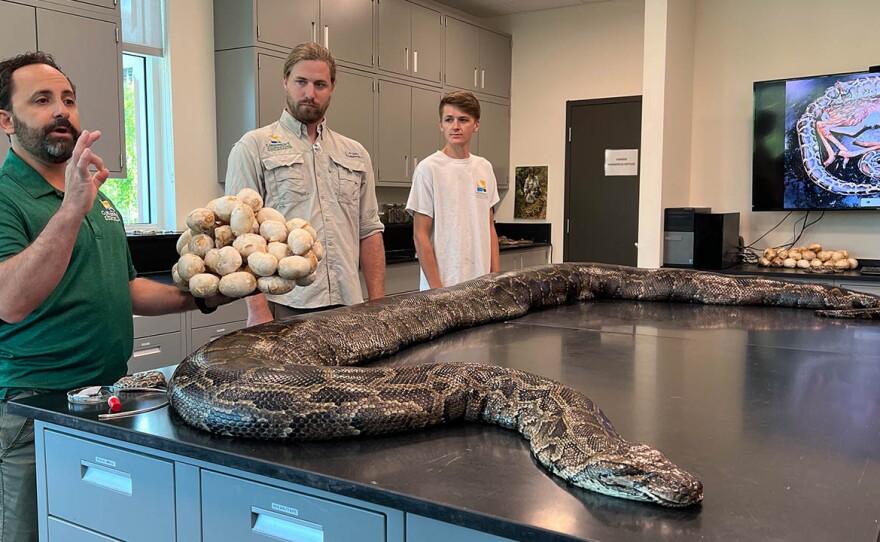 Largest Ever Burmese Python In Florida Found In Collier County WGCU largest-ever-burmese-python-in-florida-found-in-collier-county-wgcu