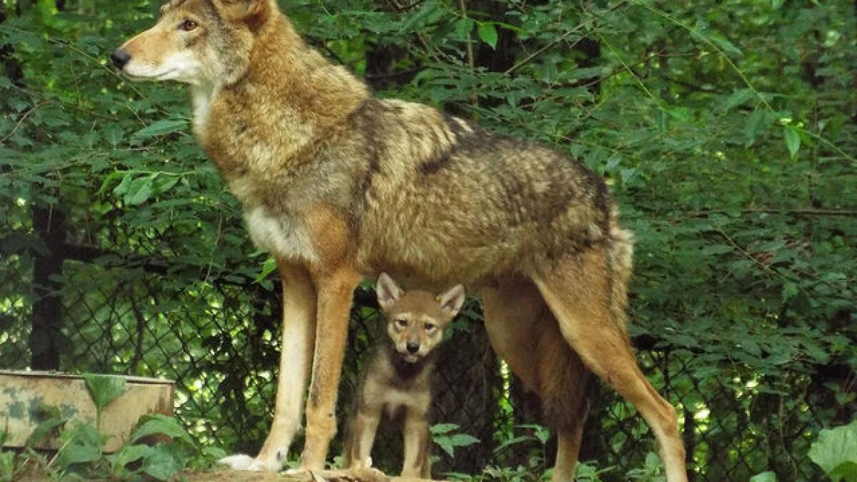 red wolves endangered