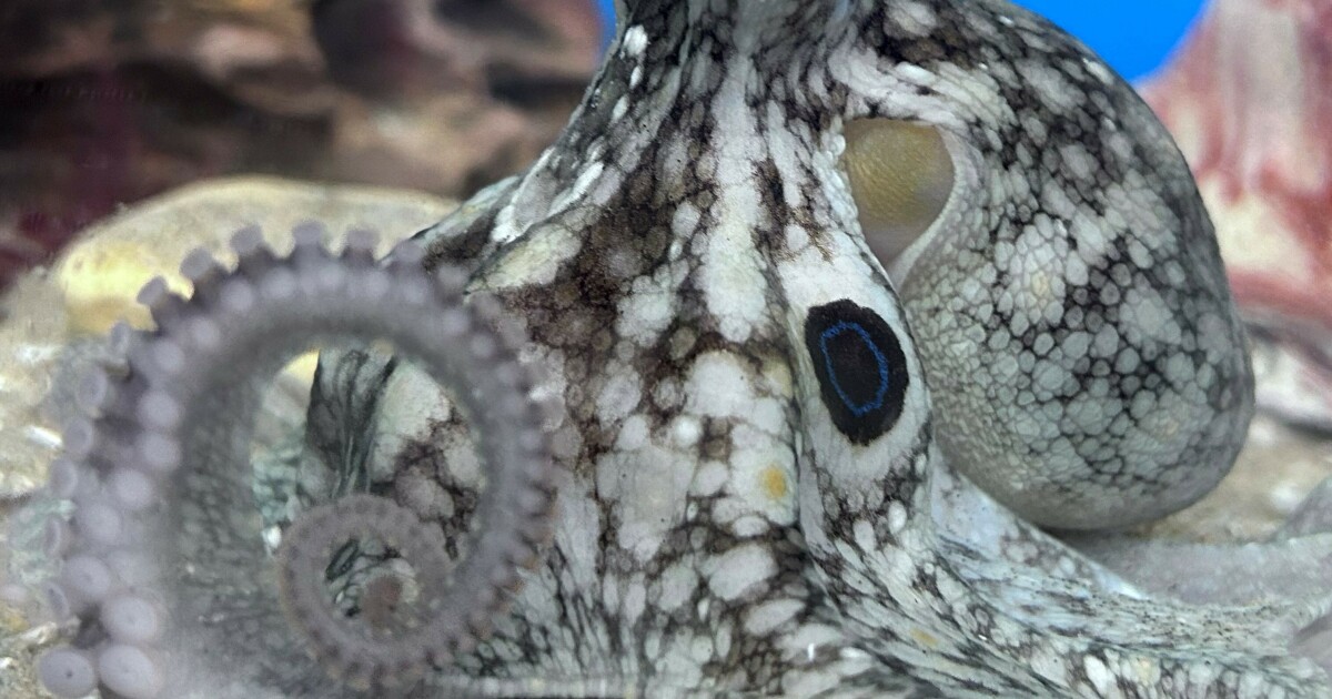 Terrance the octopus came to live with a family. Then she laid dozens ...