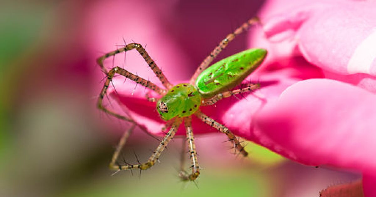 This Spider Will Eat Caterpillars | South Carolina Public Radio