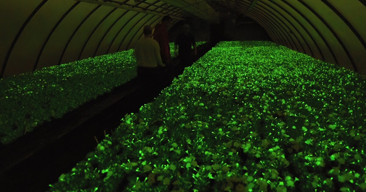 A new flower is lighting up the night, literally | Boise State Public Radio