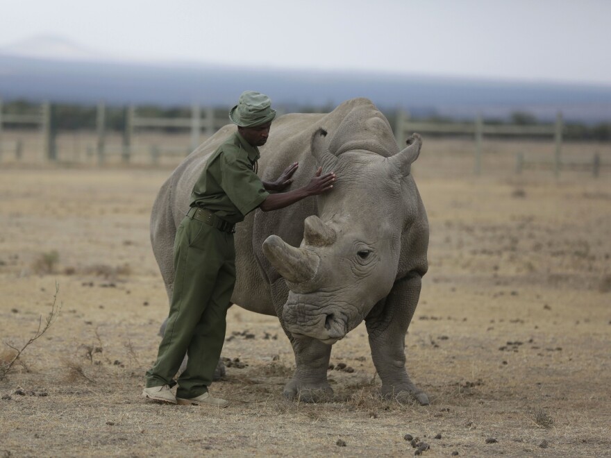 rhino embryo development