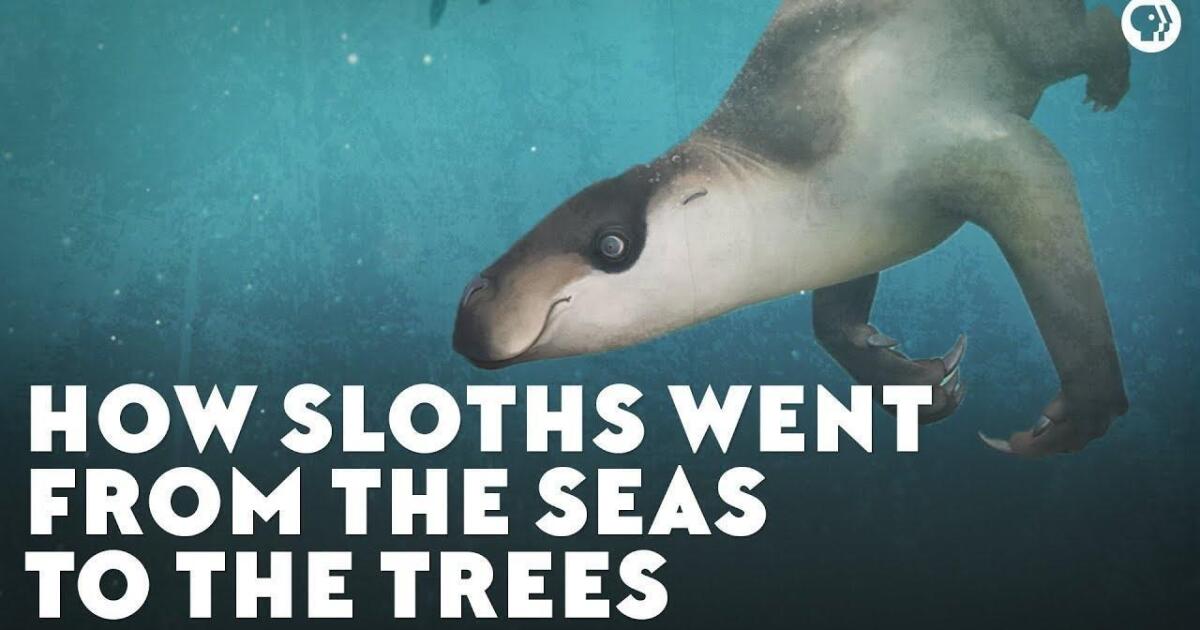 How Sloths Went From the Seas to the Trees
