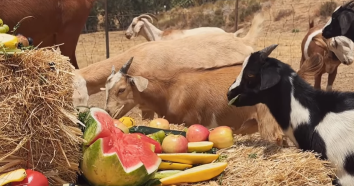 Firefighting goats get jobs from San Manuel tribe | KVCR News