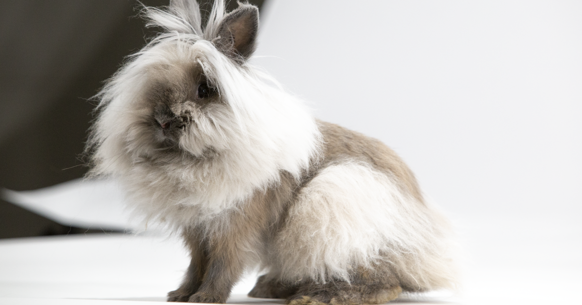 Remarkable Rabbits | Connecticut Public