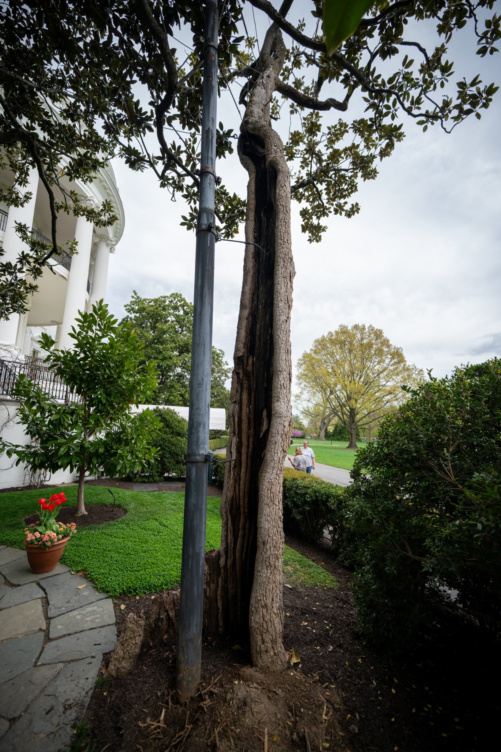 ‘Jackson Magnolia’ at the White House to be replaced with a descendant ...