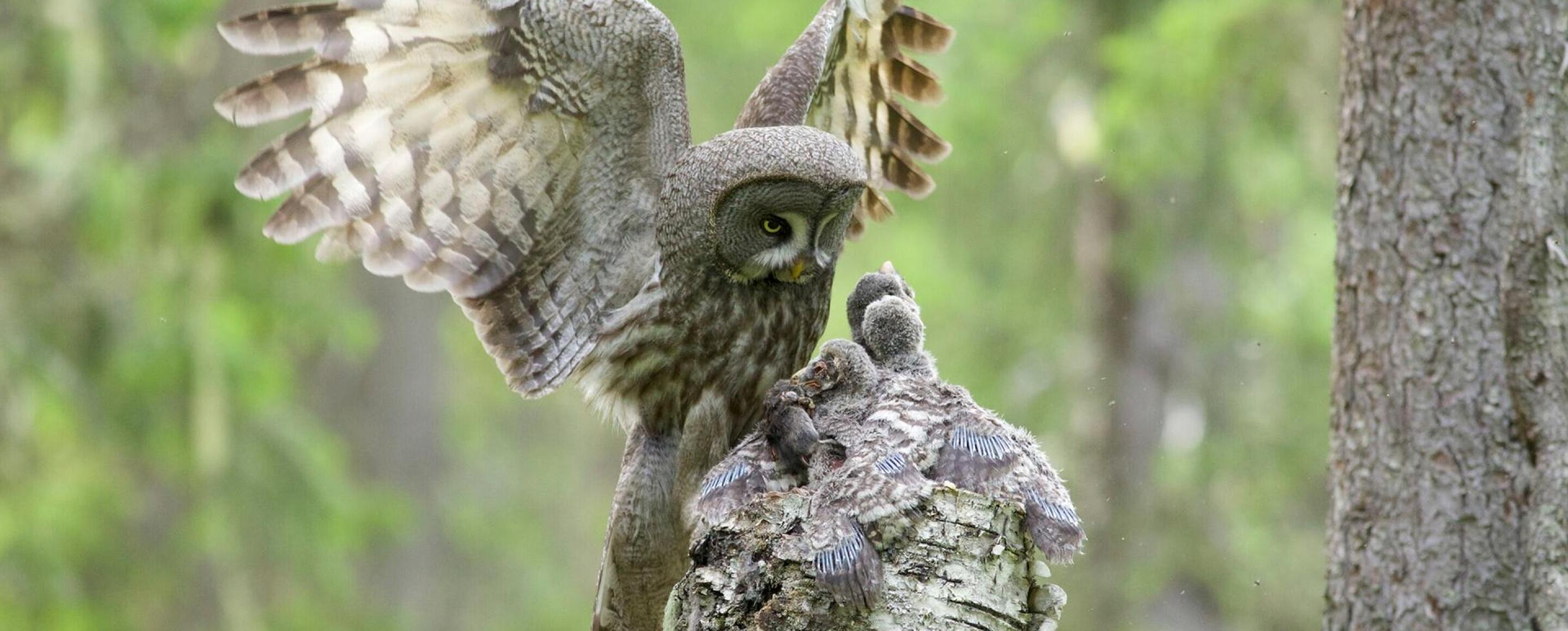 Preview of Raptors: Fistful of Daggers: Meet the Family | Vermont Public