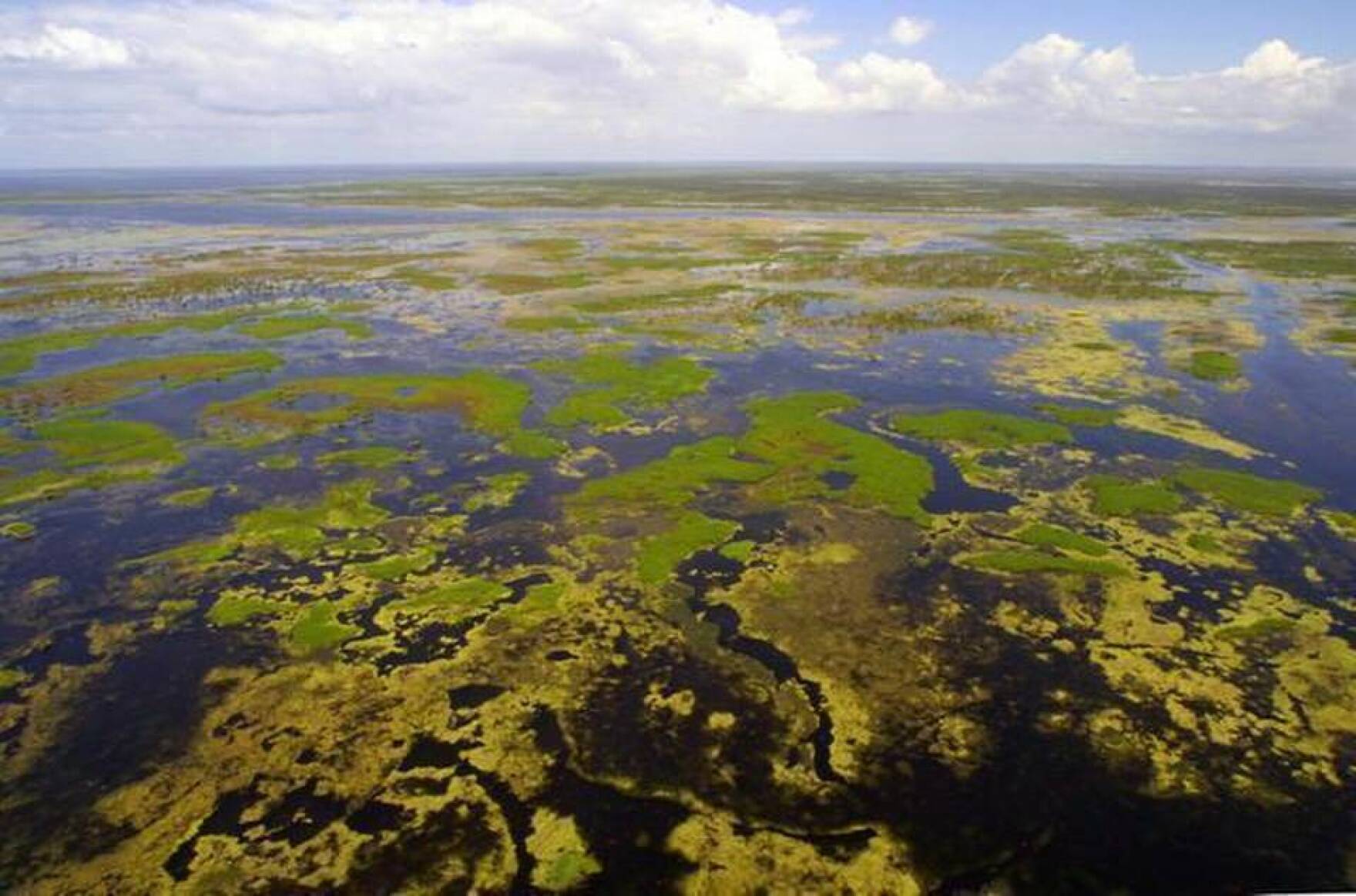 Broward County Says 'Alligator Ron' Illegally Impacted Wetlands | WJCT ...
