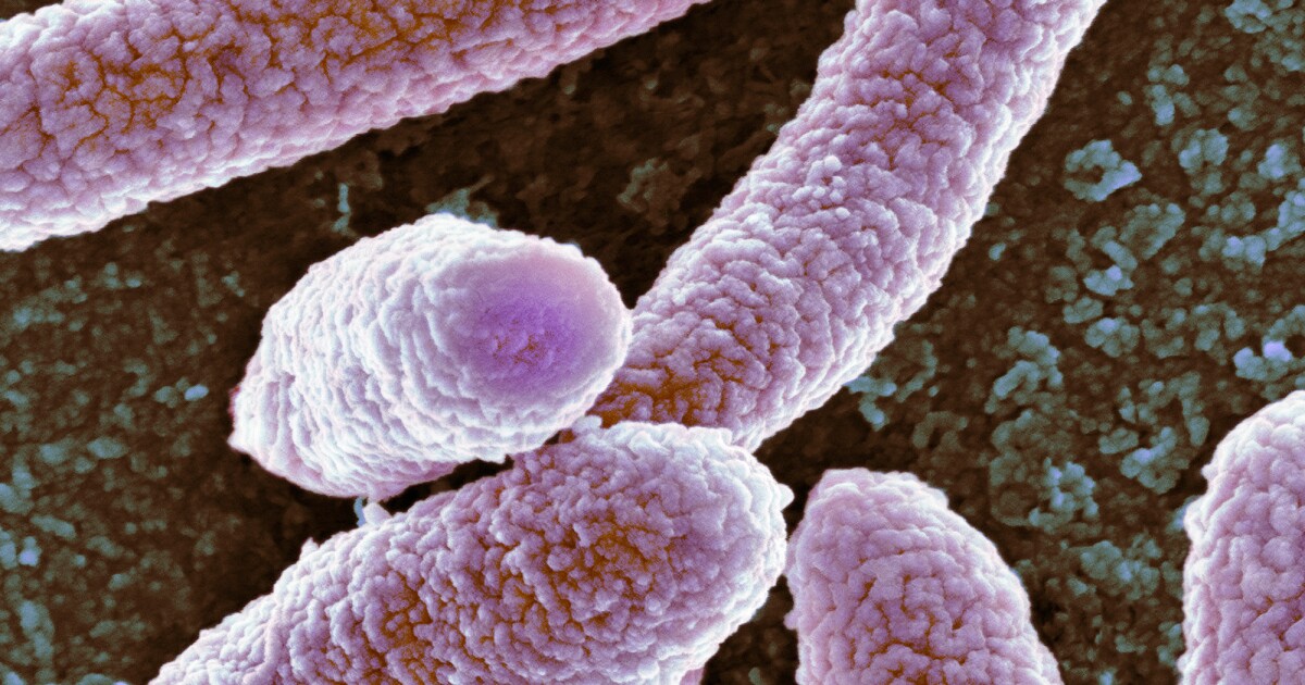 most terrifying bacteria