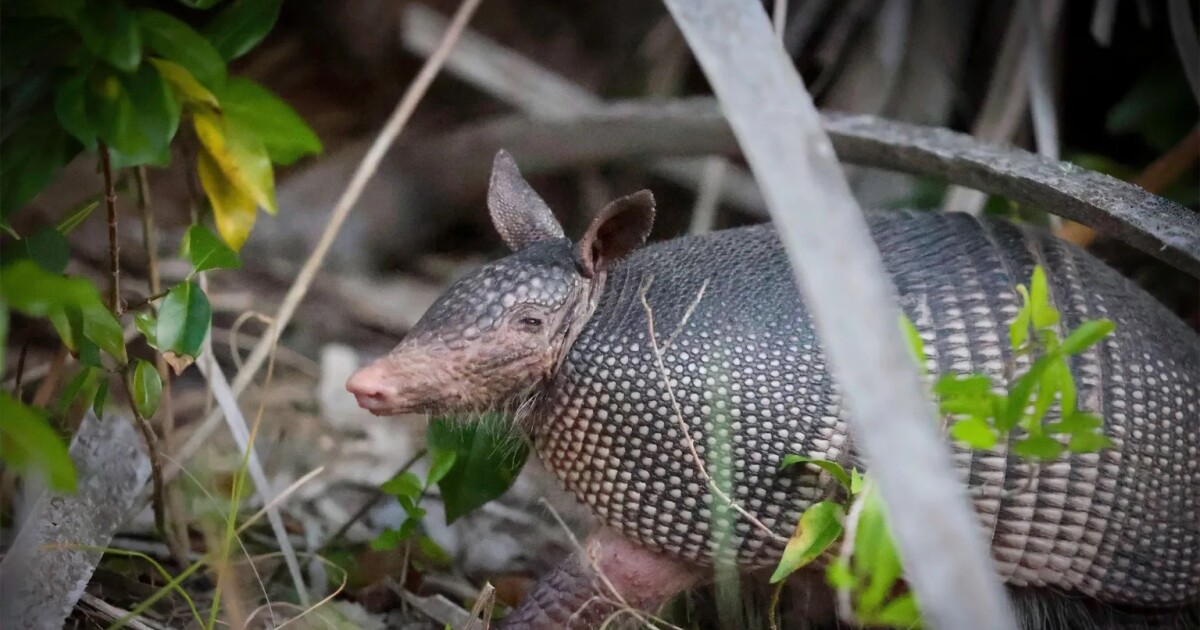 The case of the armadillo: Is it spreading leprosy in Florida? | WLRN