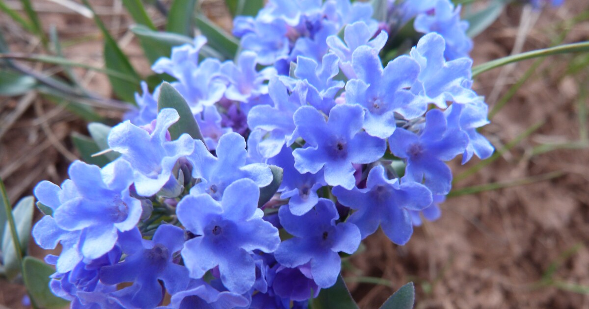 April is Native Plant Month in Wyoming and across the country | Wyoming ...