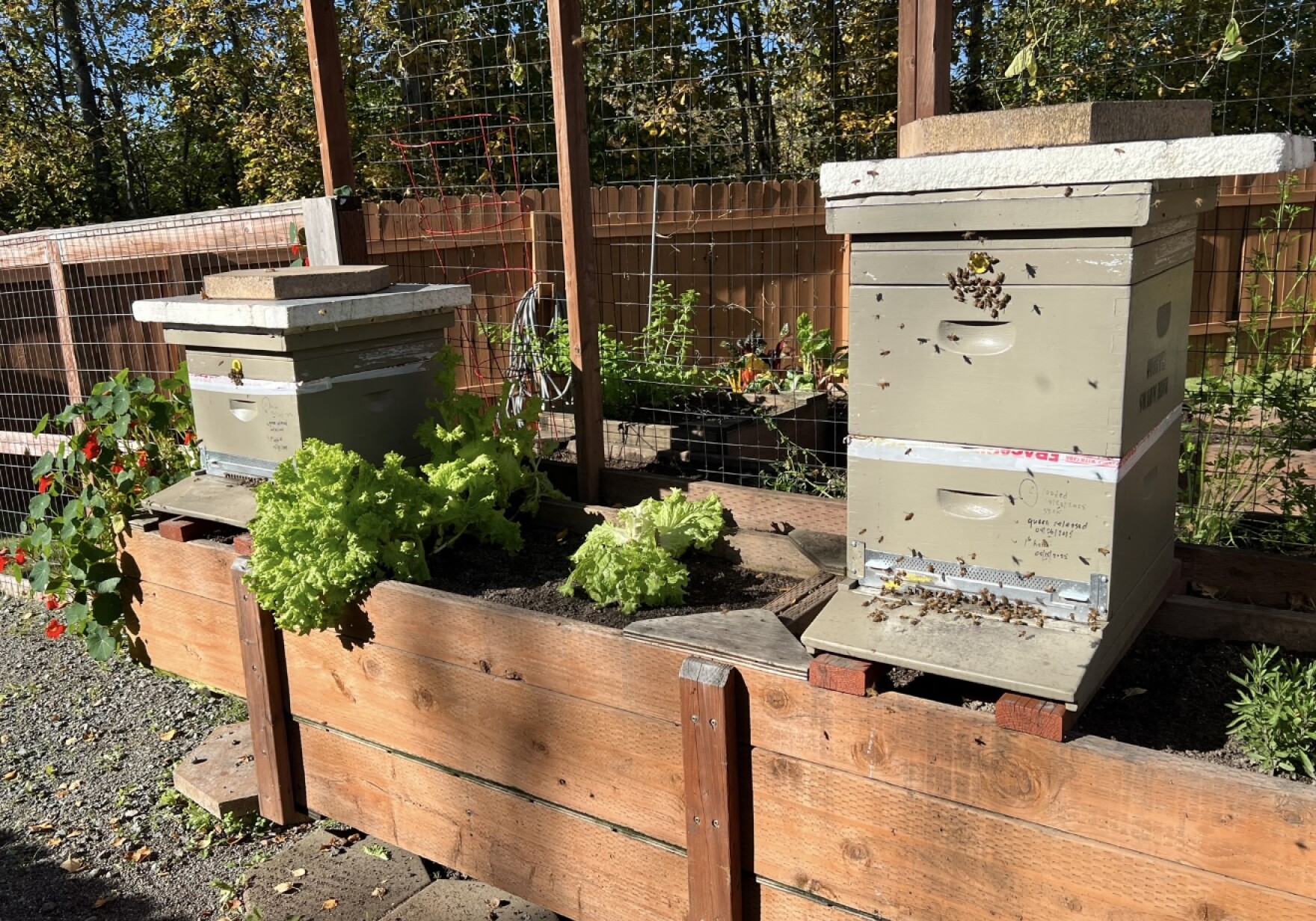 Raising bees and harvesting honey in Alaska | Hometown, Alaska