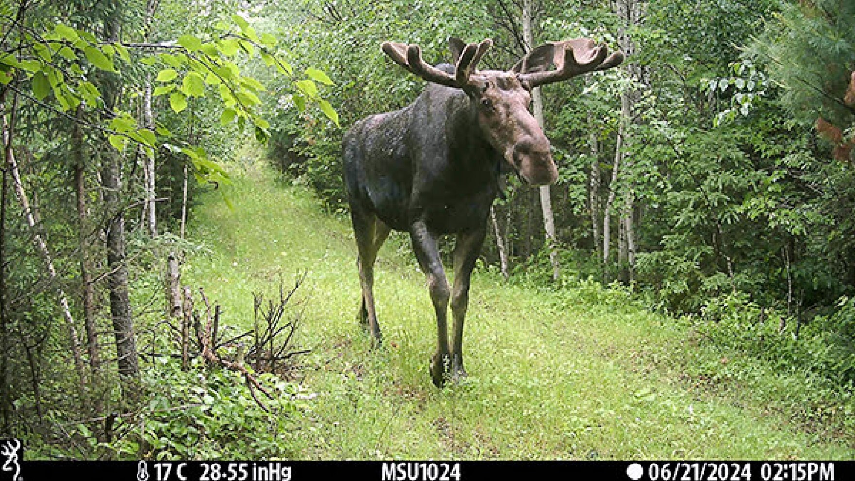 UP moose study launched by KBIC, DNR and NMU | WNMU-FM