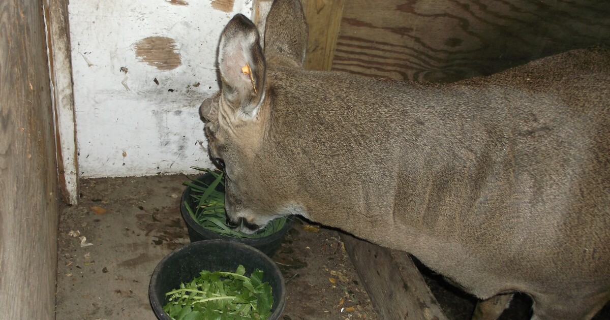 Dakota Midday: Researchers Identitify Cover Crops to Lure Deer | SDPB