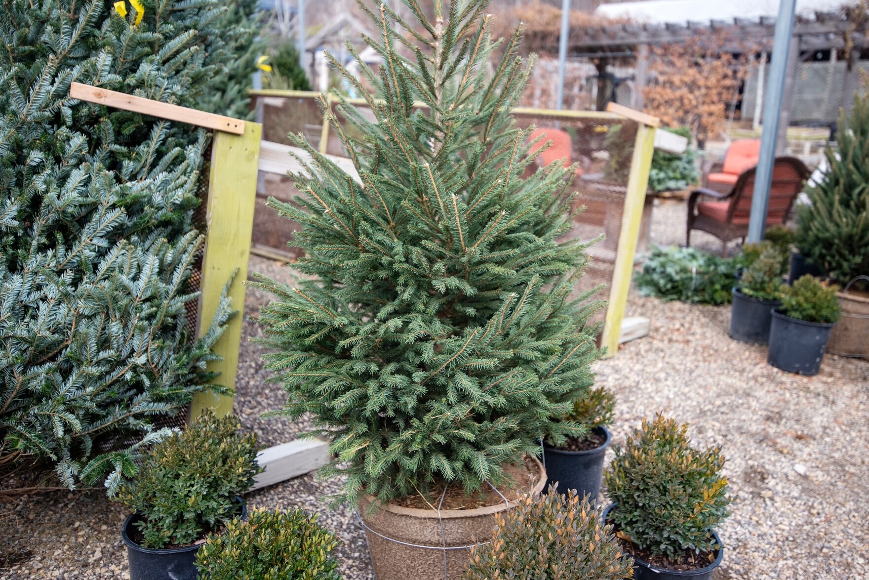‘Living’ Christmas trees? Some people are choosing evergreens they can ...