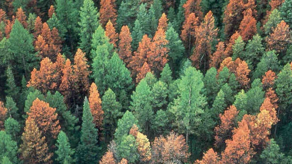 pine beetle tree