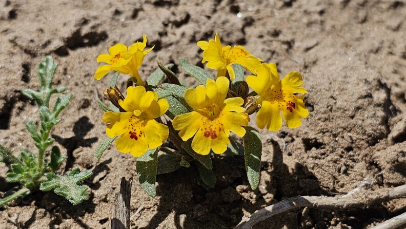 Nevada conservationists work to protect rare wildflower losing habitat ...
