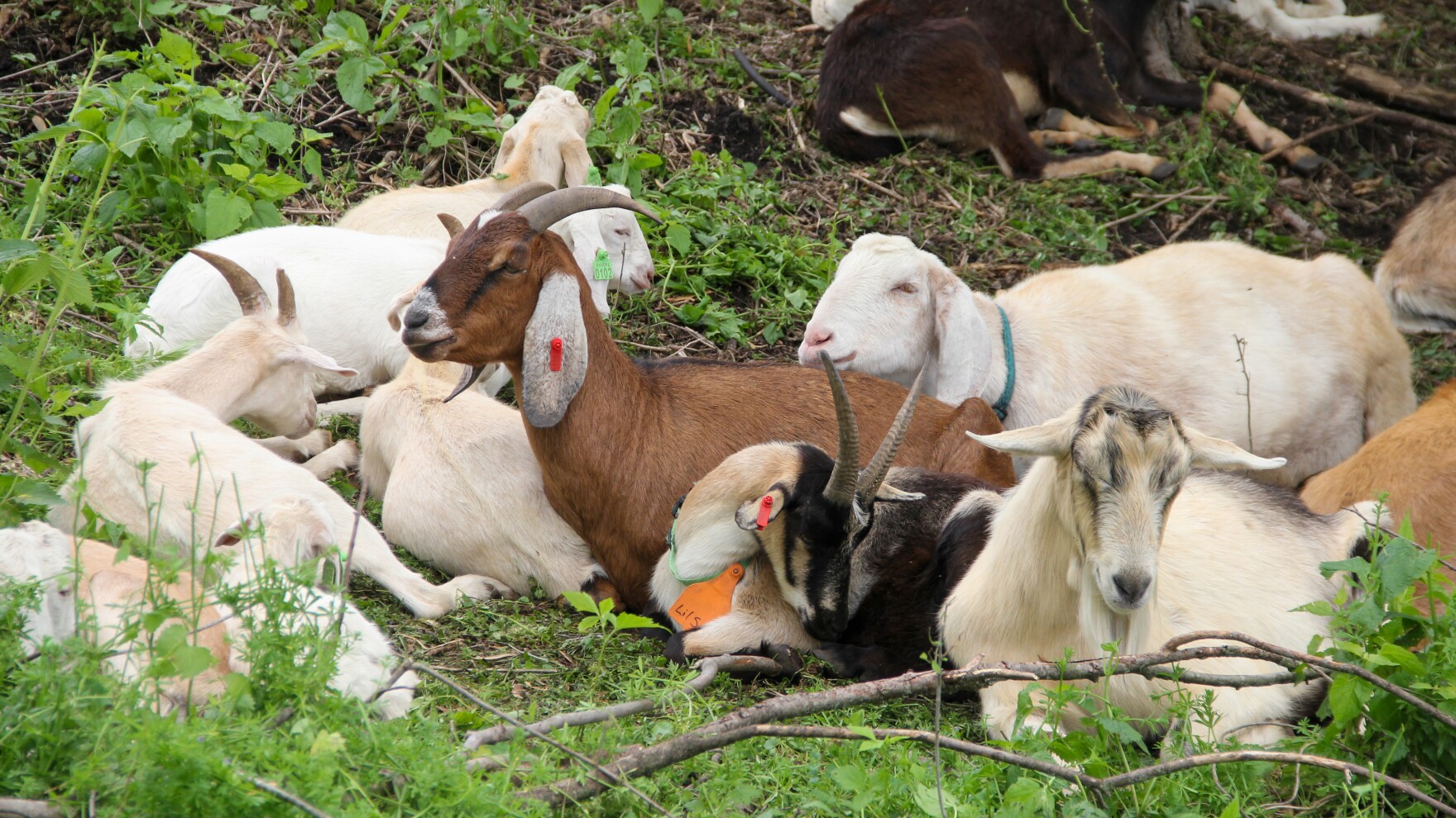 Central Ohio's landscaping goats will take on a project at a Columbus ...