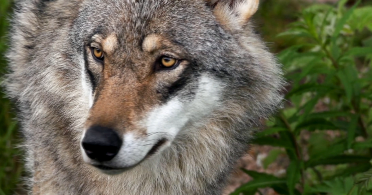 Episode 2 Preview | Return of the Titans