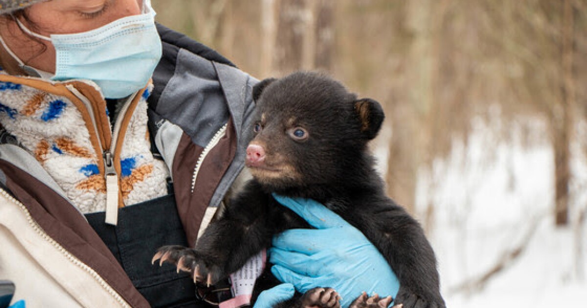 Science On Tap Researching Bears In Wisconsin Wxpr