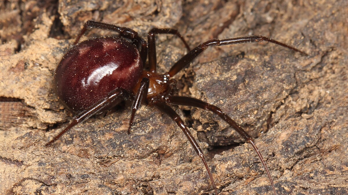 false black widow