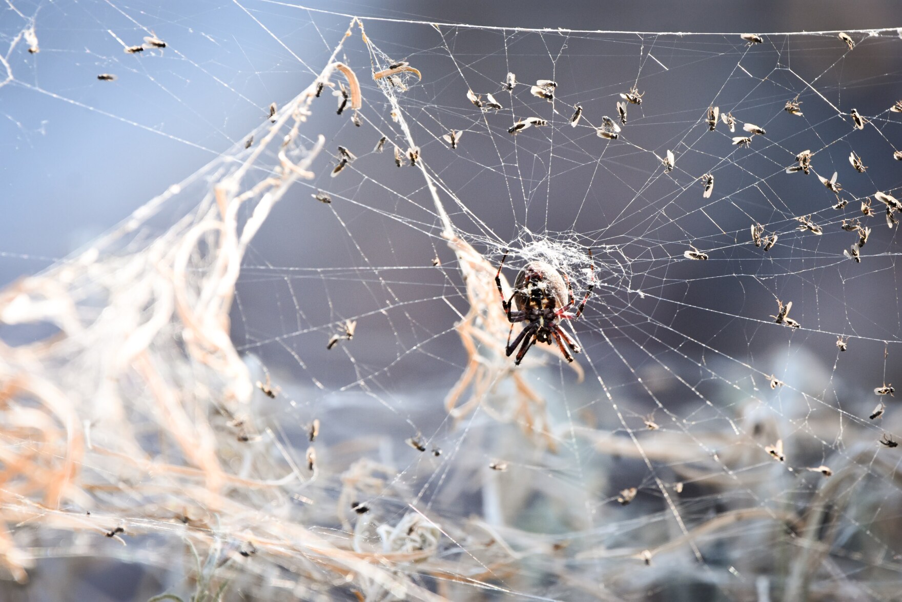 What spiders show us about mercury and the Great Salt Lake ecosystem | KUER