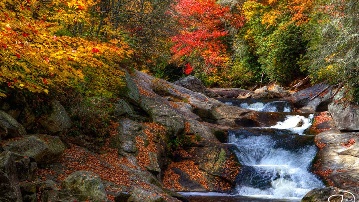 celeste evans solicitor