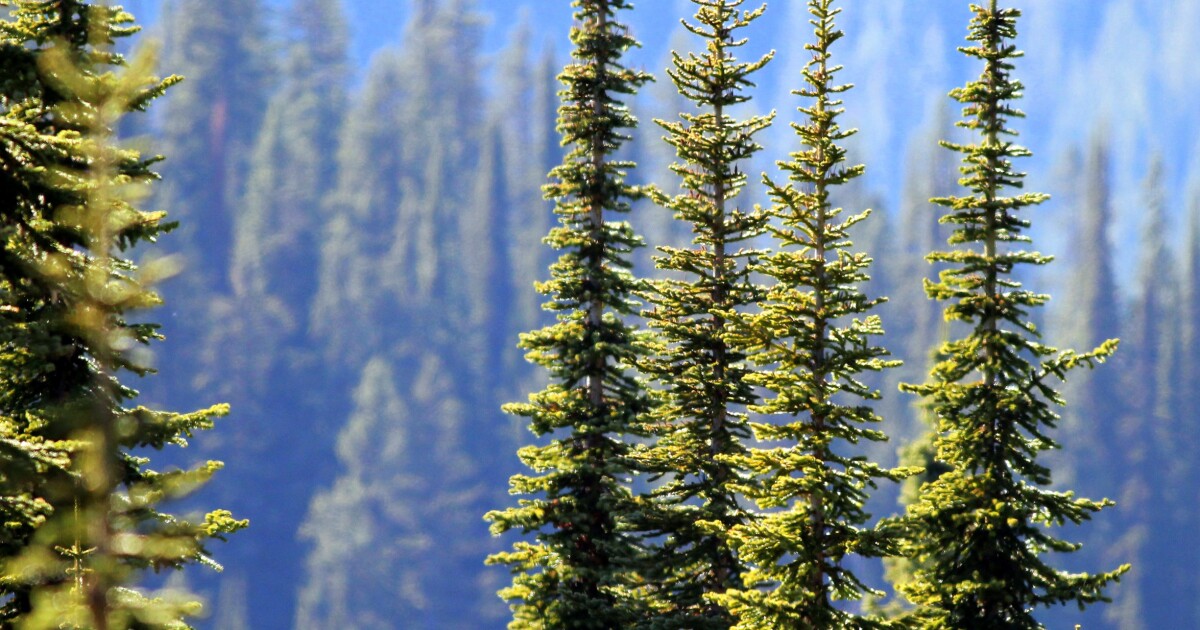 Forest Service Christmas tree permits available online Nov. 9