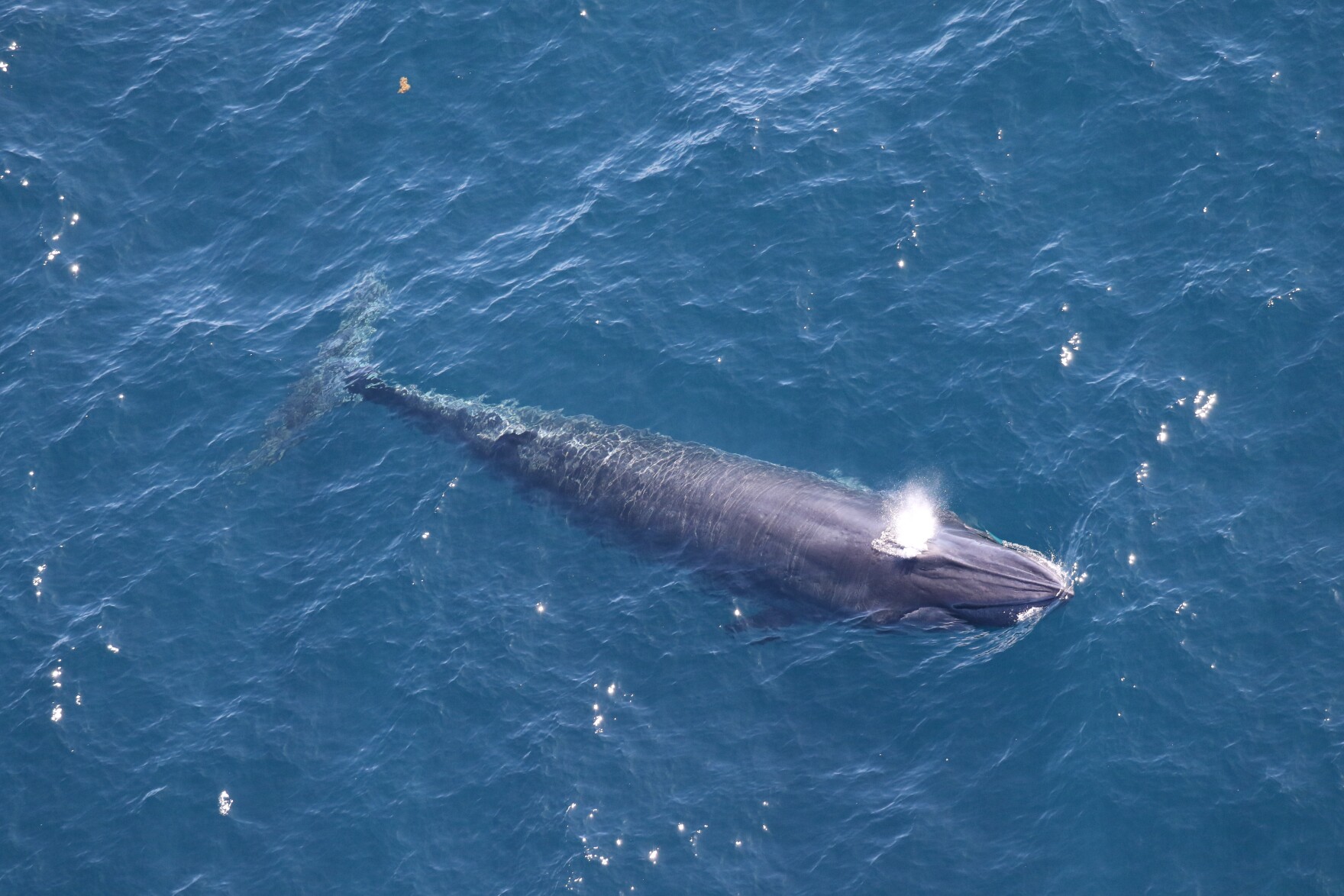 New protections for the Rice’s Whale in the Gulf of Mexico delayed ...